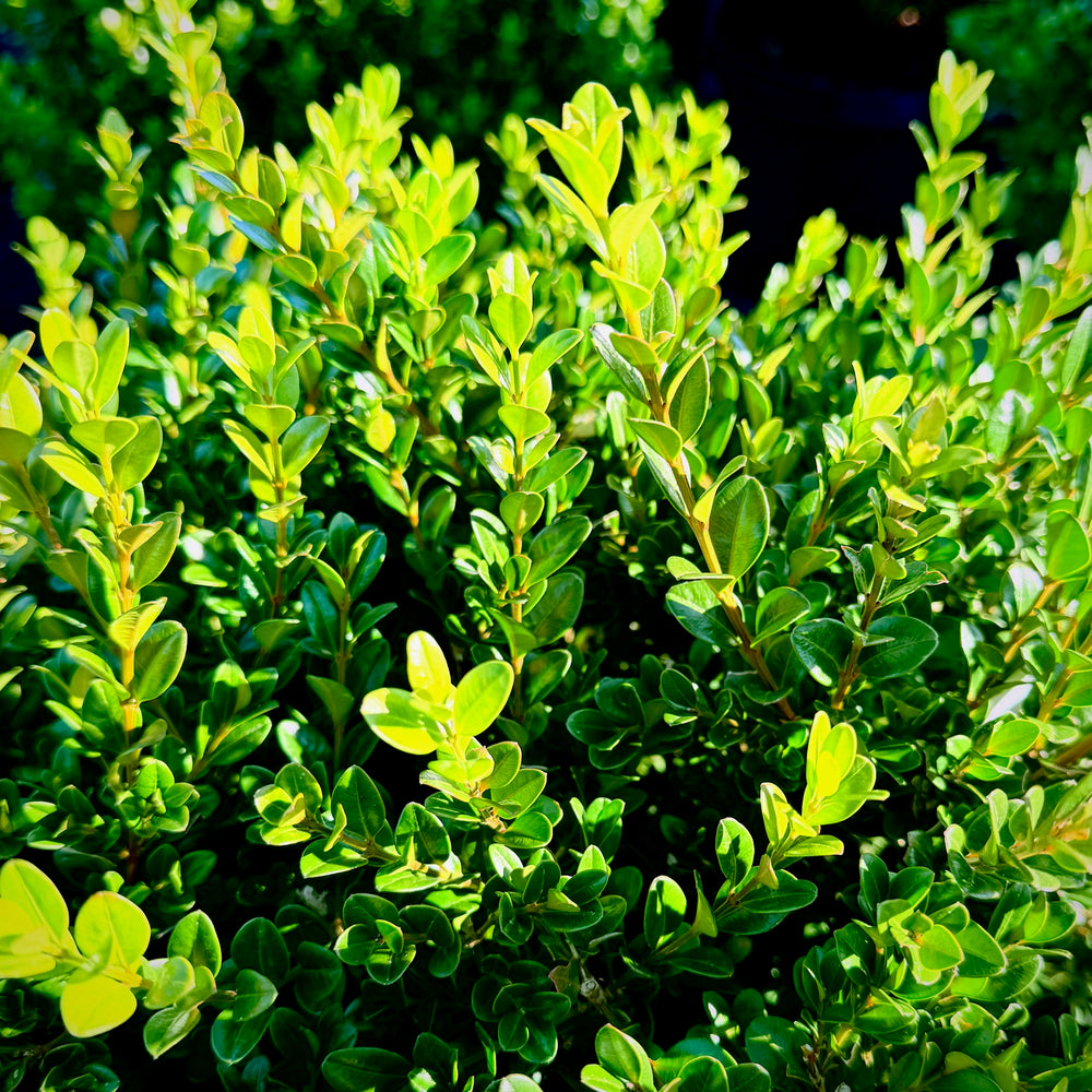 Baby Gem™ Boxwood- 10 Gallon 5 Pack – Lots of Plants