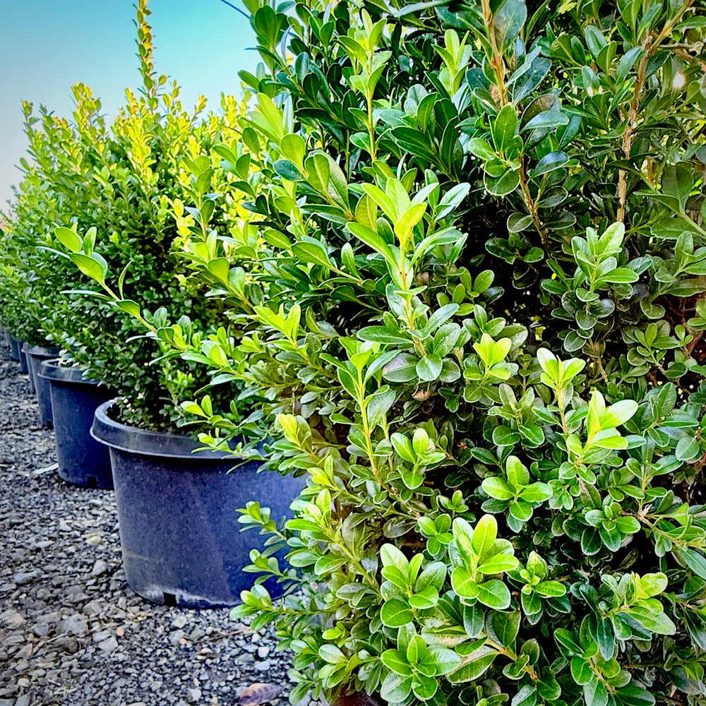 Baby Gem™ Boxwood- 10 Gallon 5 Pack – Lots of Plants