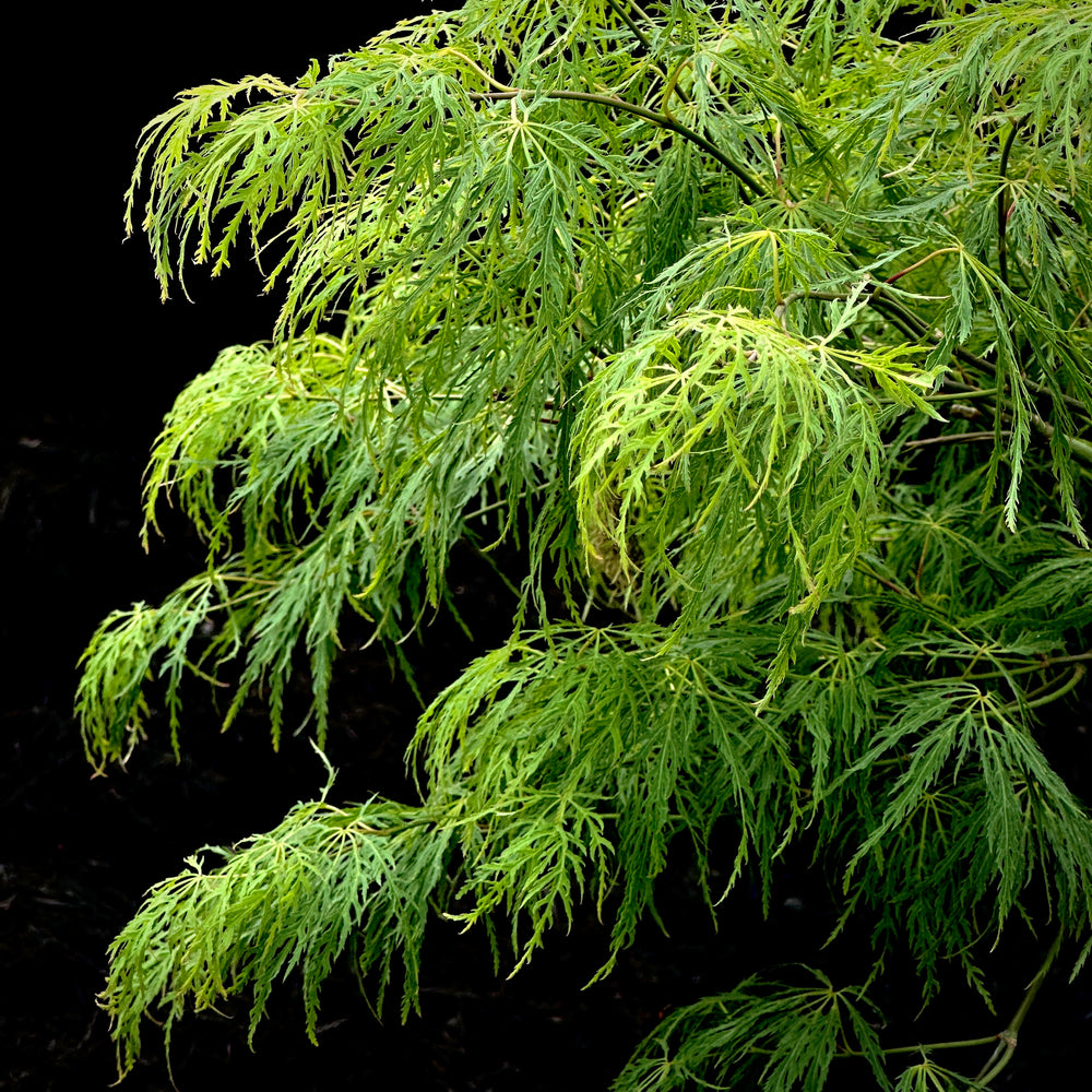 Lemon Lime Lace Japanese Maple - 2 gallon container- 2-4 ft – Lots of ...