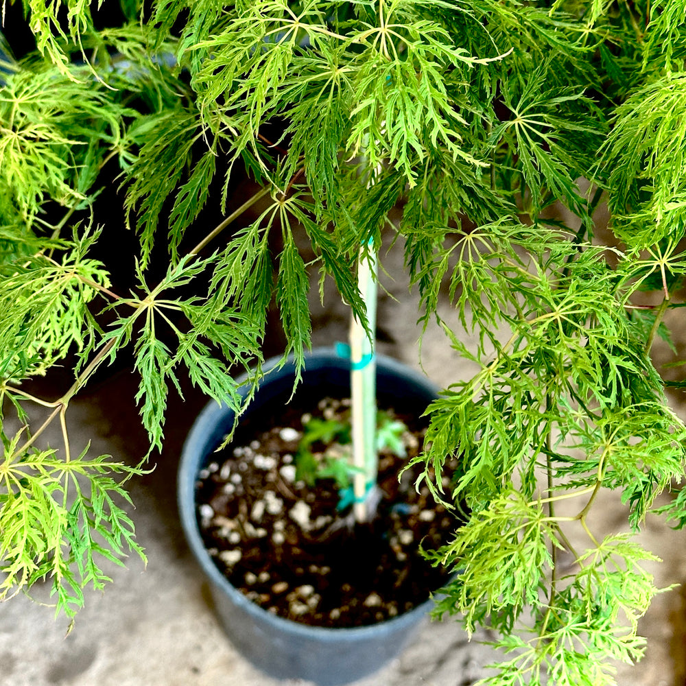 Lemon Lime Lace Japanese Maple - 2 gallon container- 2-4 ft – Lots of ...