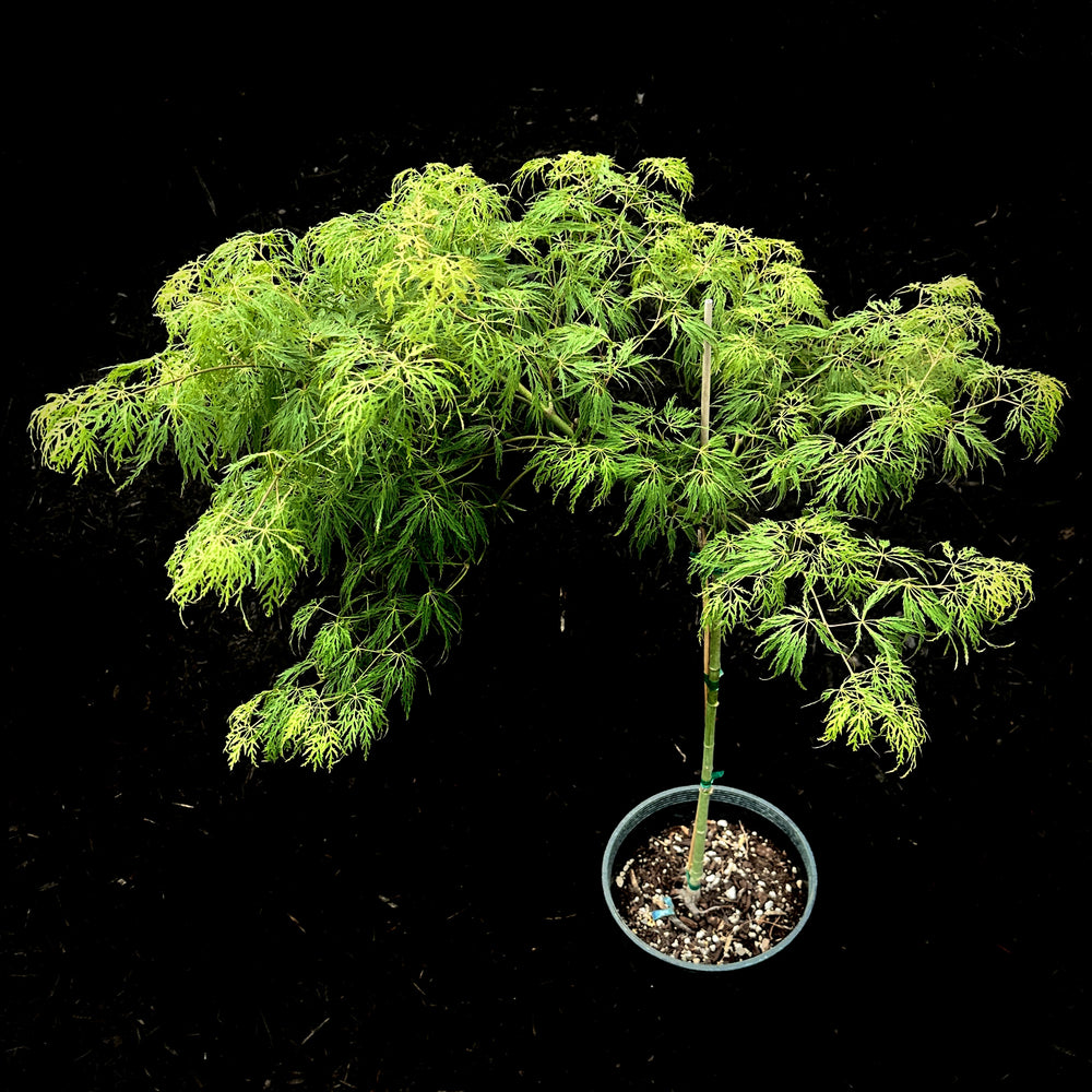 Lemon Lime Lace Japanese Maple - 2 gallon container- 2-4 ft – Lots of ...