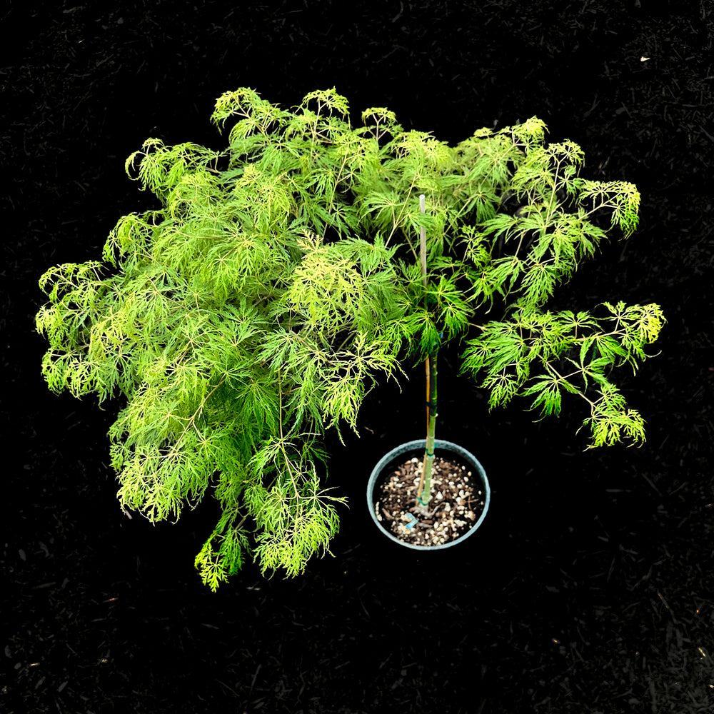 Lemon Lime Lace Japanese Maple - 2 gallon container- 2-4 ft – Lots of ...