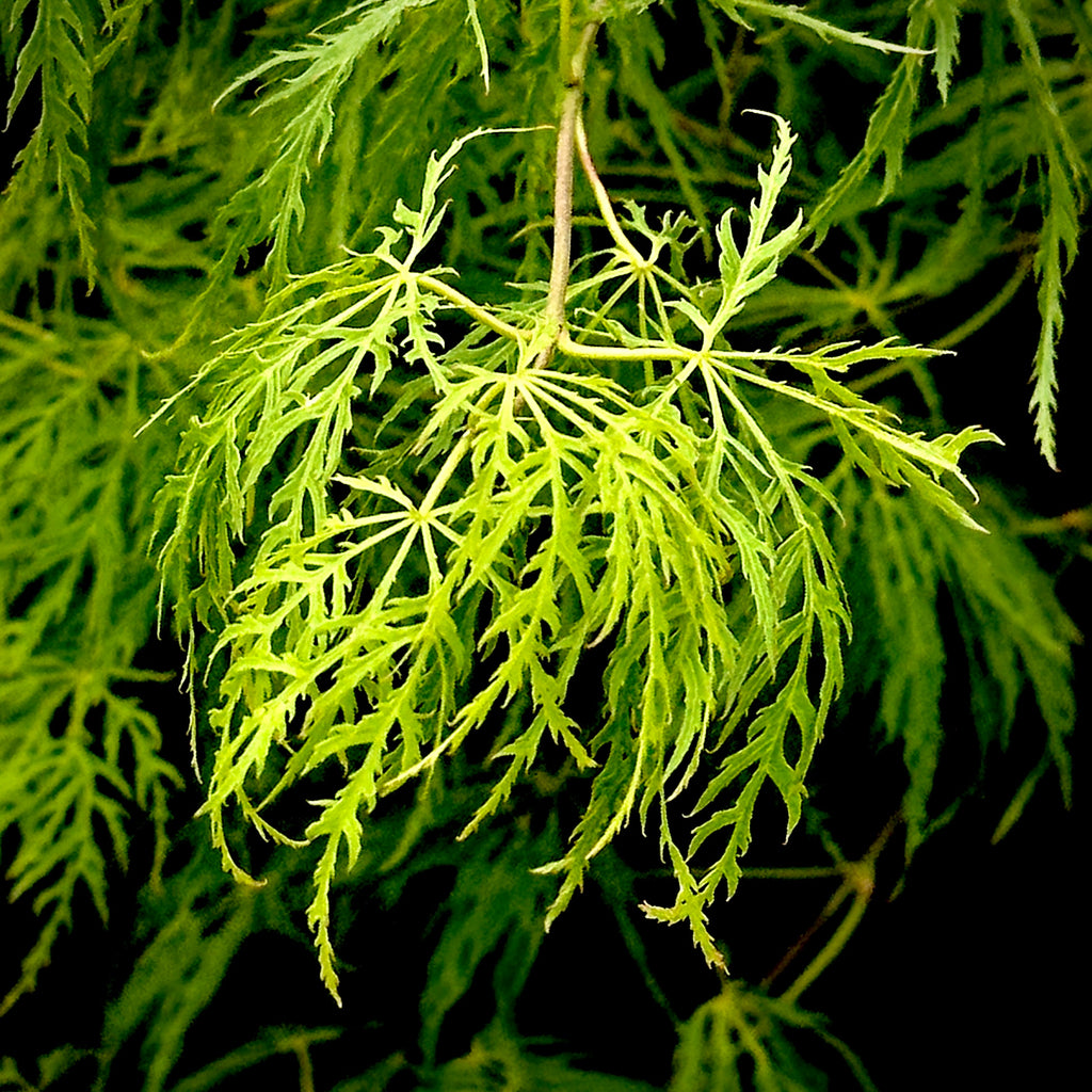 Lemon Lime Lace Japanese Maple - 2 gallon container- 2-4 ft – Lots of ...