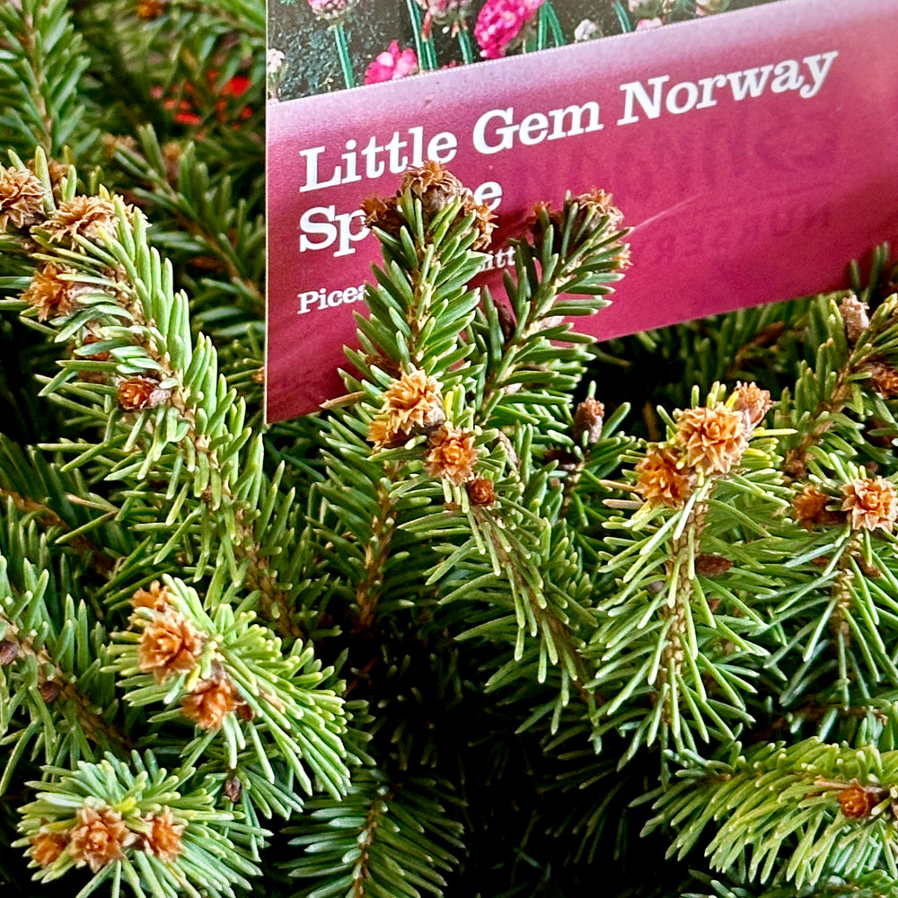 Little Gem Norway Spruce Topiary Tree - 2 gallon container – Lots of Plants