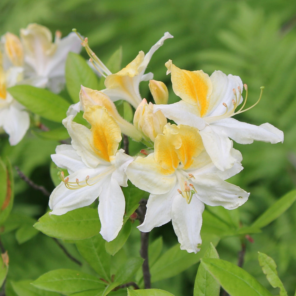 Northern Hi-Lights Deciduous Azalea - 2 gallon container – Lots of Plants