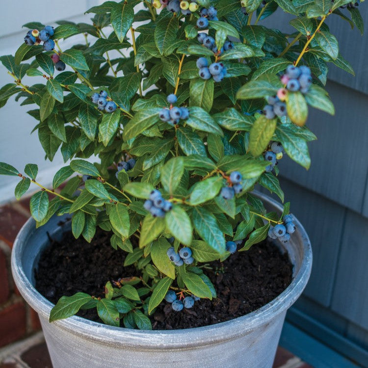 Perpetua® Blueberry by Bushel and Berry®- 2 gallon container – Lots of ...