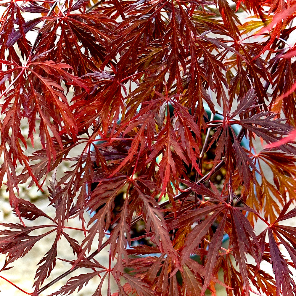 Red Dragon Japanese Maple - 2 gallon container- 2-3ft – Lots of Plants