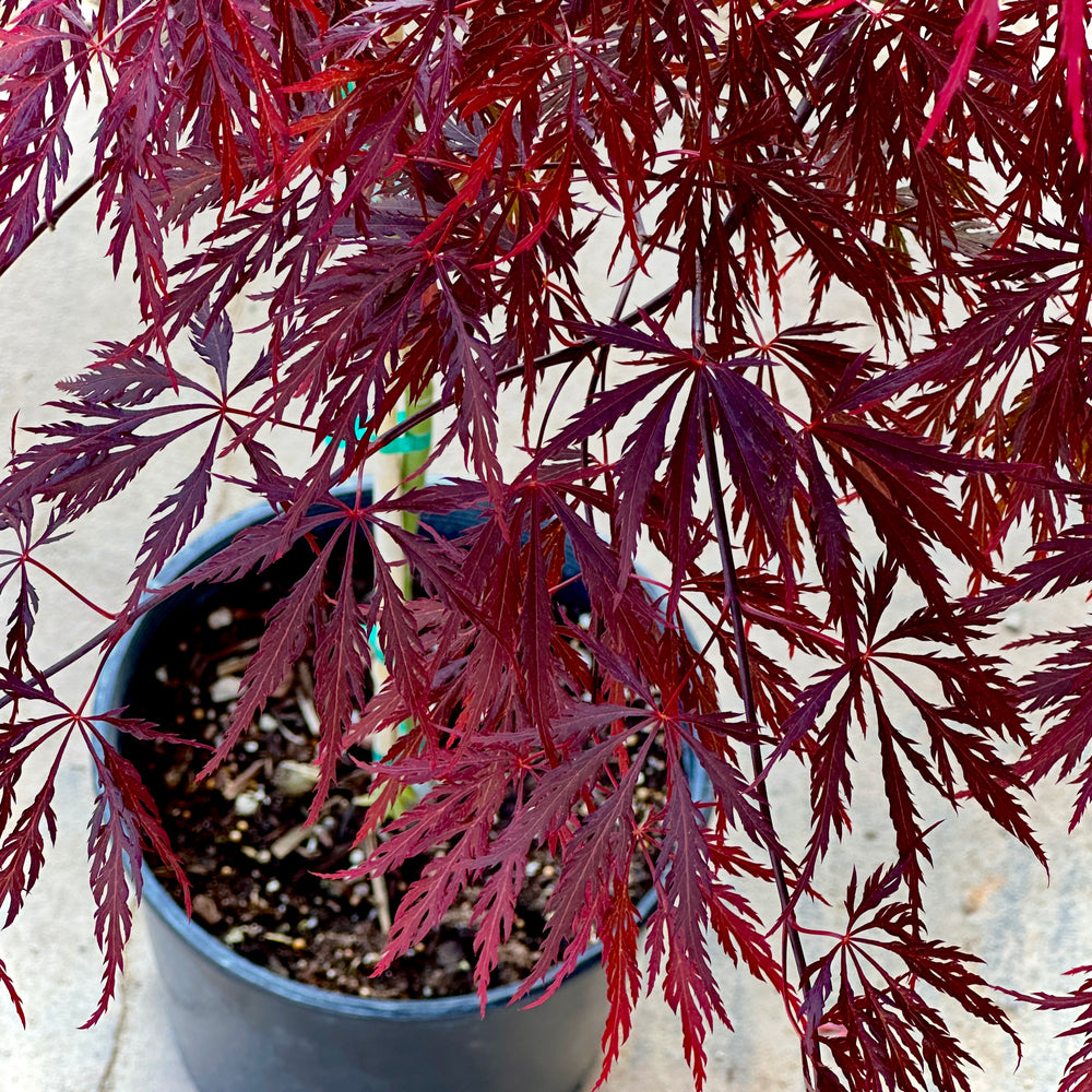 Red Dragon Japanese Maple - 2 gallon container- 2-3ft – Lots of Plants