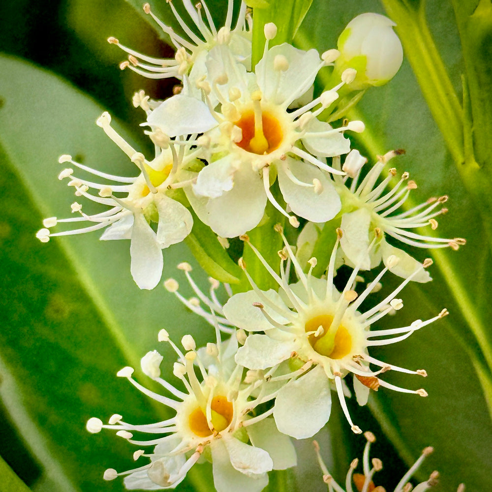 Skip Cherry Laurel 5 Pack- 5-6 Foot Tall – Lots of Plants