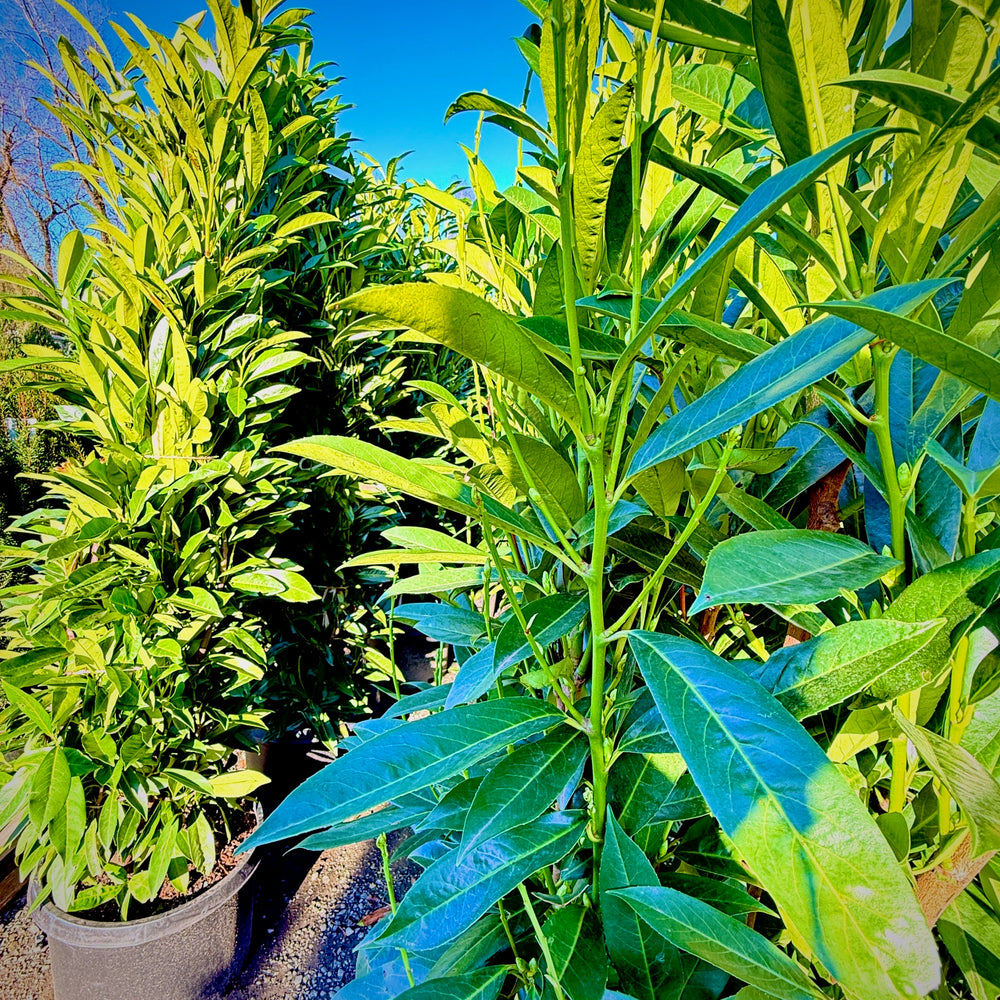 Skip Cherry Laurel 5 Pack- 5-6 Foot Tall – Lots of Plants