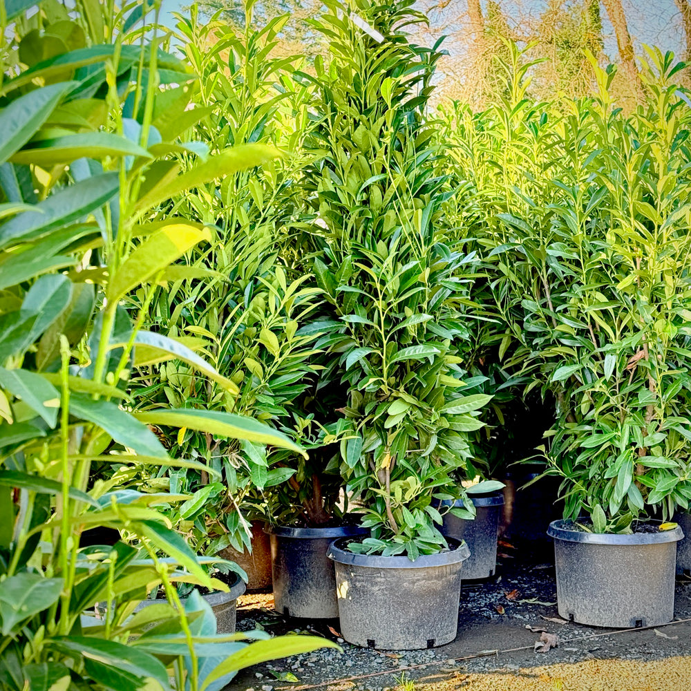 Skip Cherry Laurel 5 Pack- 5-6 Foot Tall – Lots of Plants