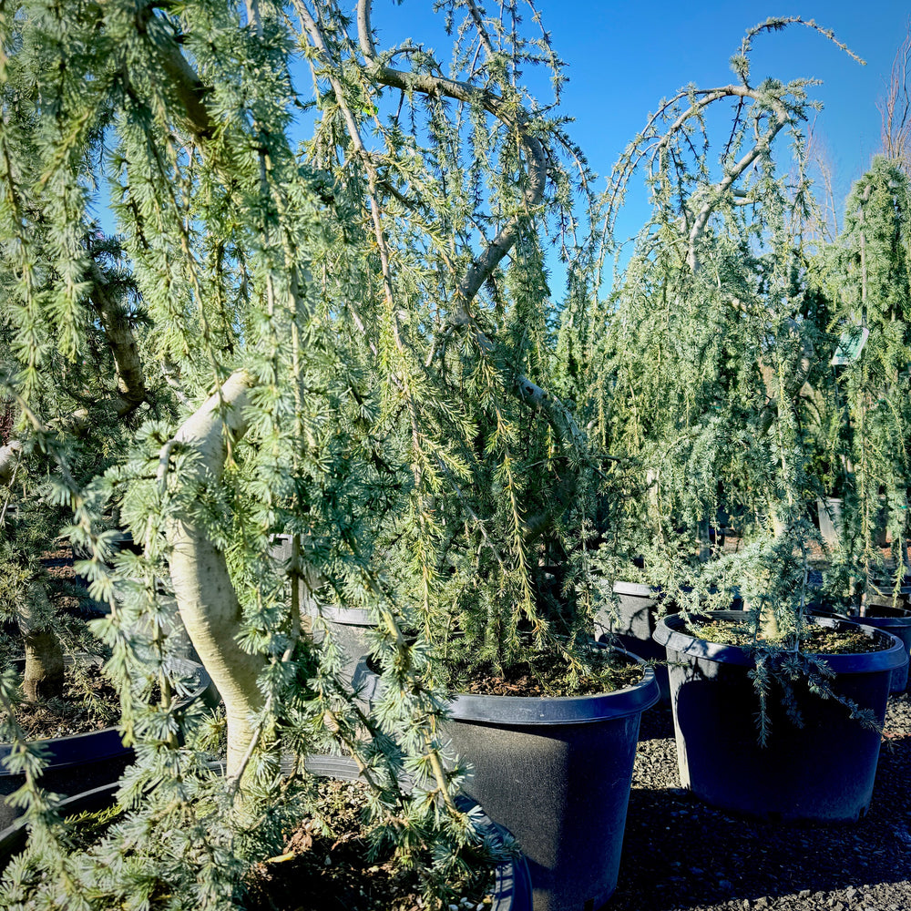Weeping Blue Atlas Cedar- 20 Gallon- 5-6 Foot Tall – Lots of Plants