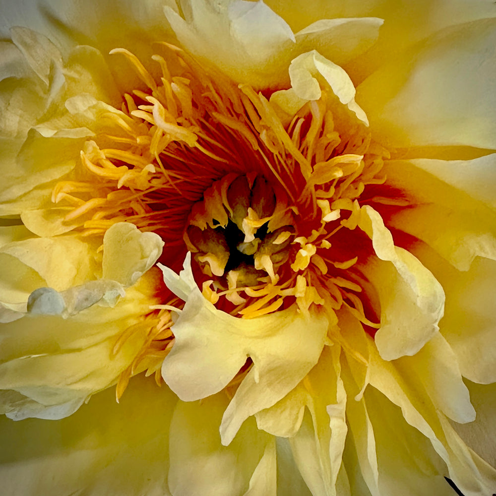 Bartzella Peony - 3 gallon container – Lots of Plants