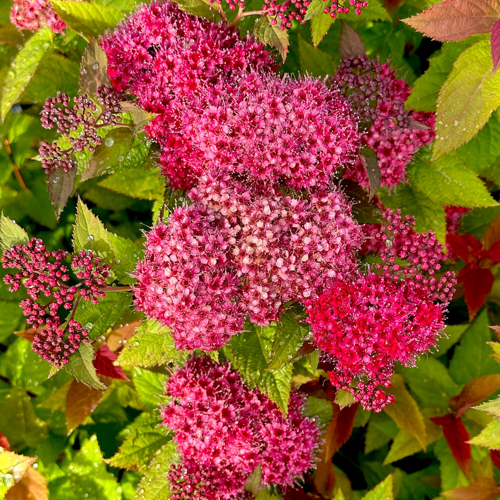 Double Play® Doozie™ Spirea - 3 gallon container – Lots of Plants