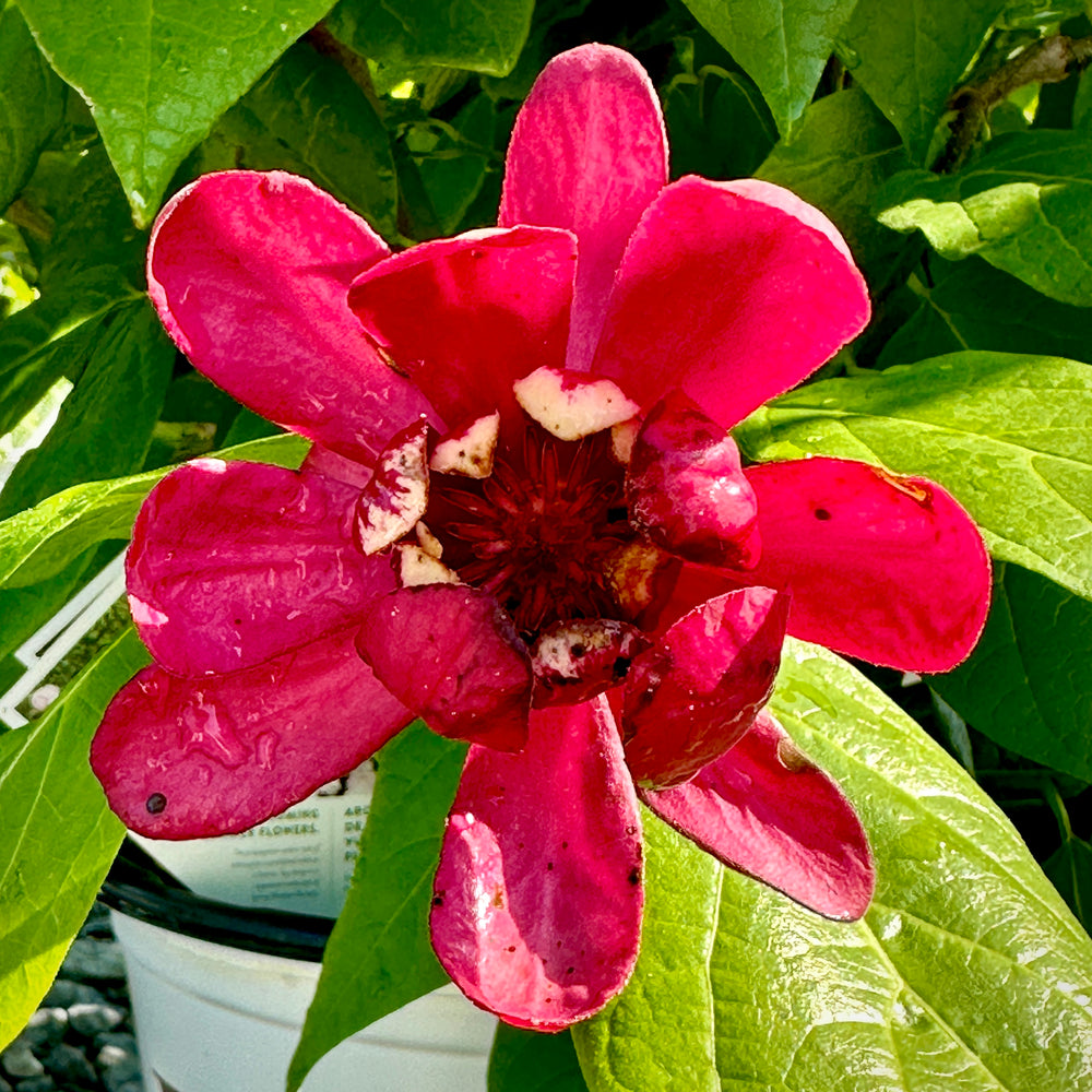 Aphrodite Sweetshrub Calycanthus - 3 gallon container – Lots of Plants