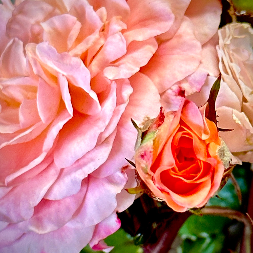 Apricot Drift® Rose - 3 gallon container – Lots of Plants