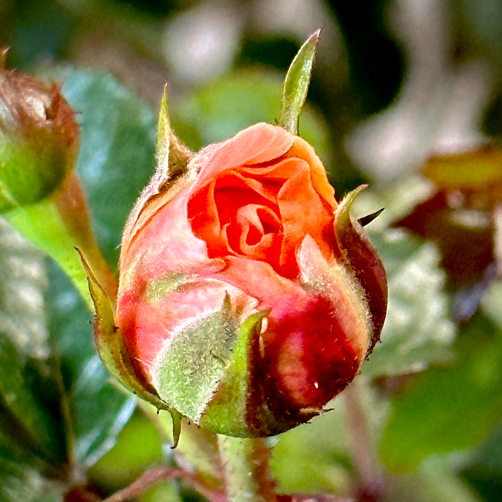 Apricot Drift® Rose - 3 gallon container – Lots of Plants