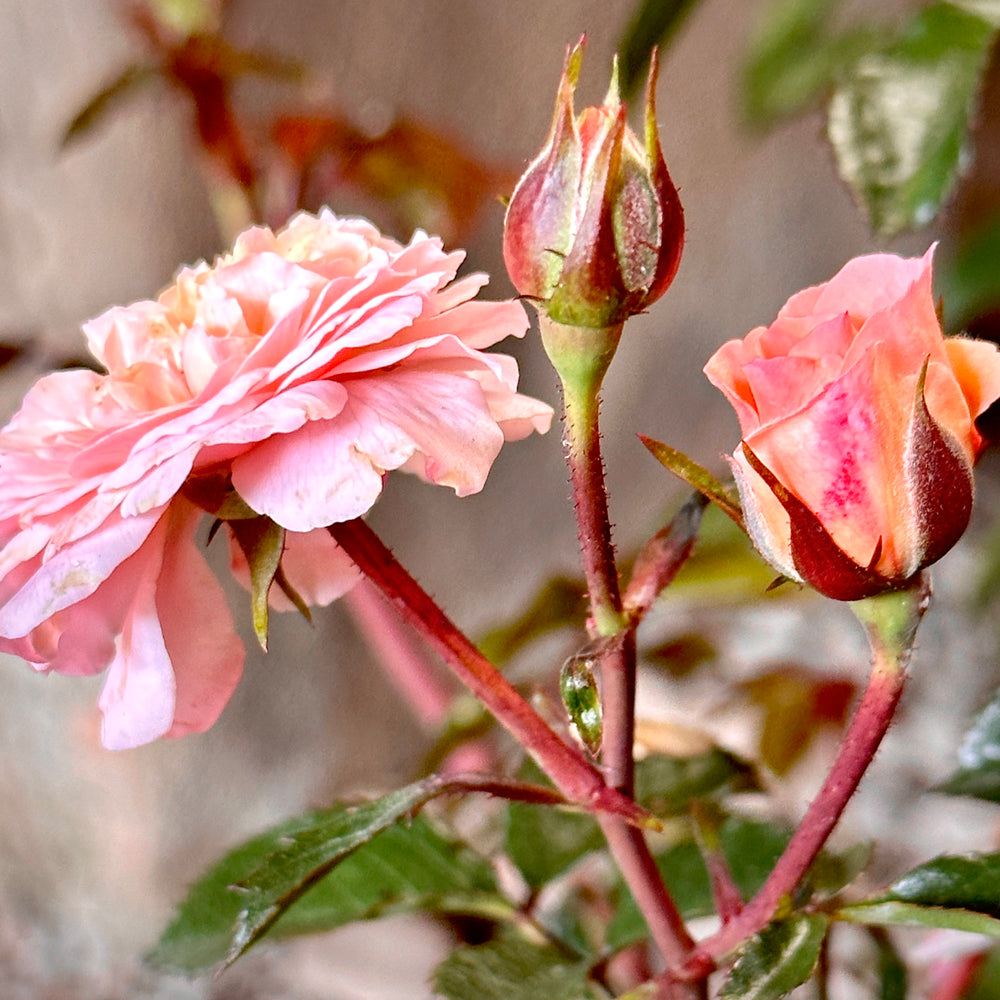 Apricot Drift® Rose - 3 gallon container – Lots of Plants