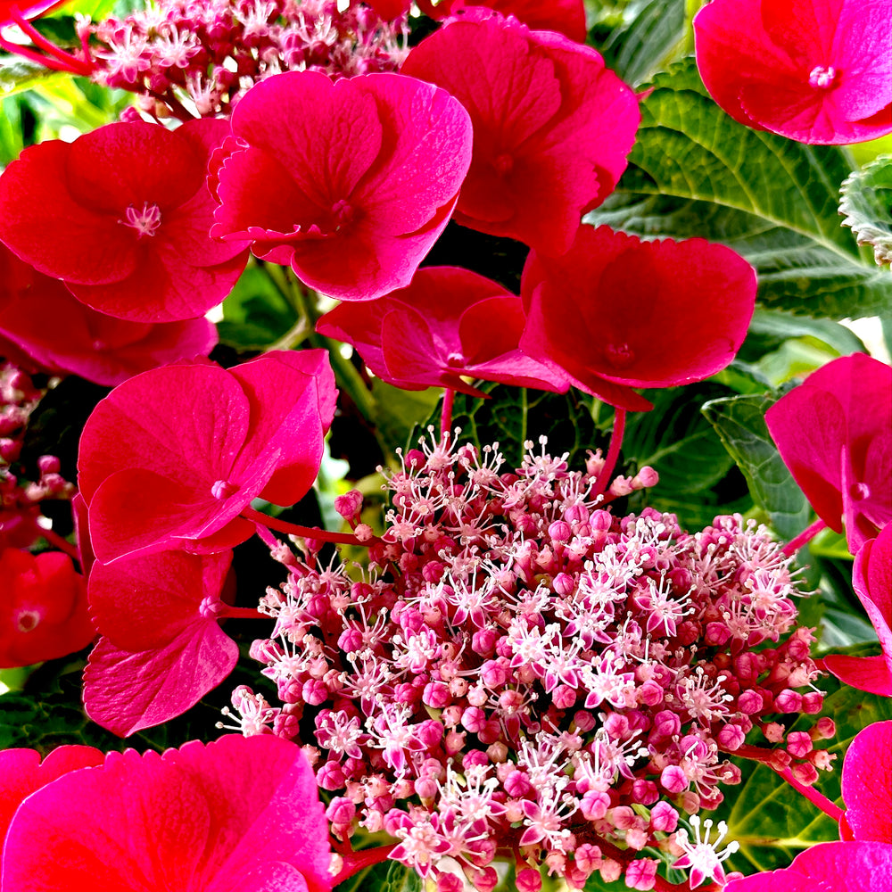 Cherry Explosion Hydrangea - 3 gallon container – Lots of Plants