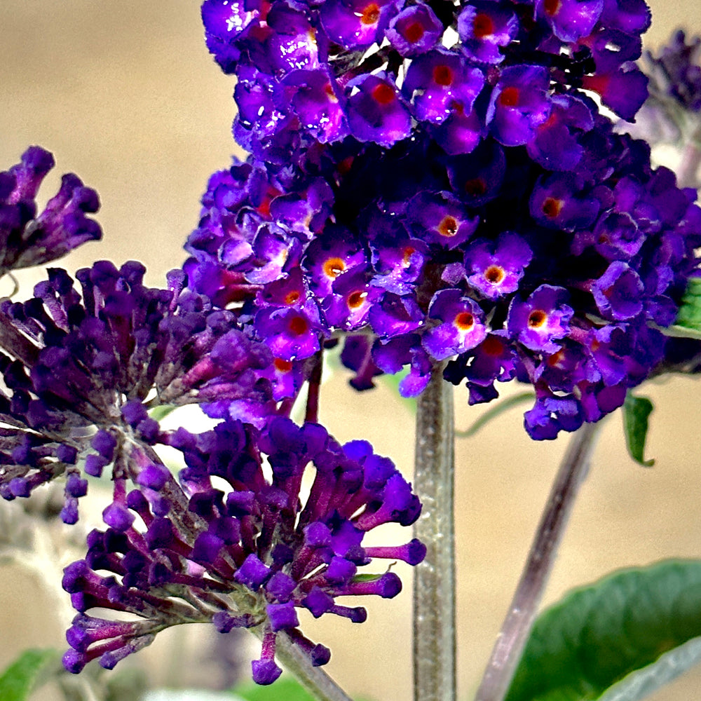 Black Knight Butterfly Bush - 3 gallon container – Lots of Plants