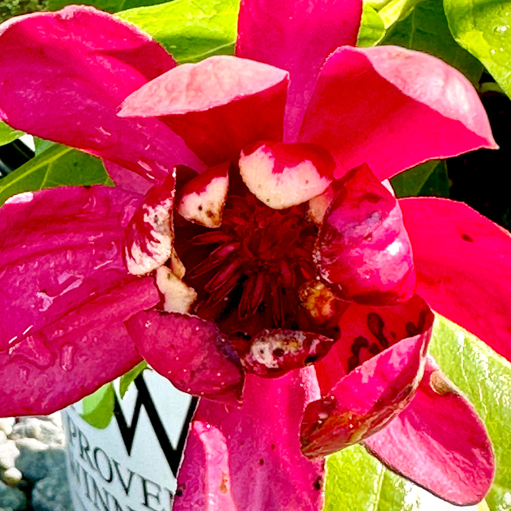 Aphrodite Sweetshrub Calycanthus - 3 gallon container – Lots of Plants