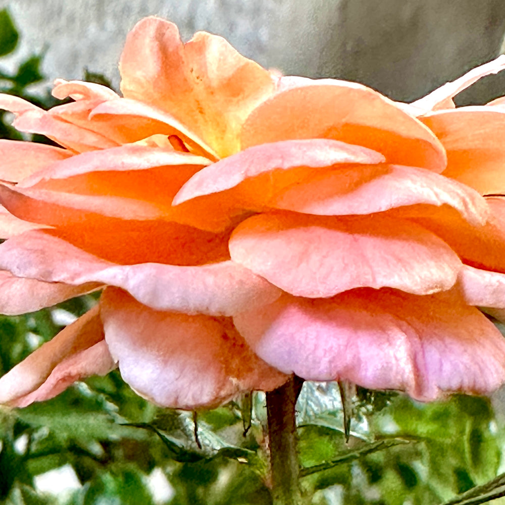 Peach Drift® Rose - 3 gallon container – Lots of Plants