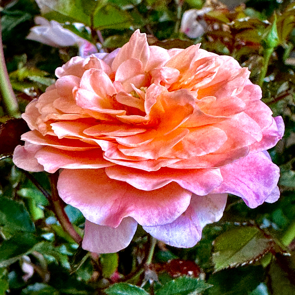 Apricot Drift® Rose - 3 gallon container – Lots of Plants