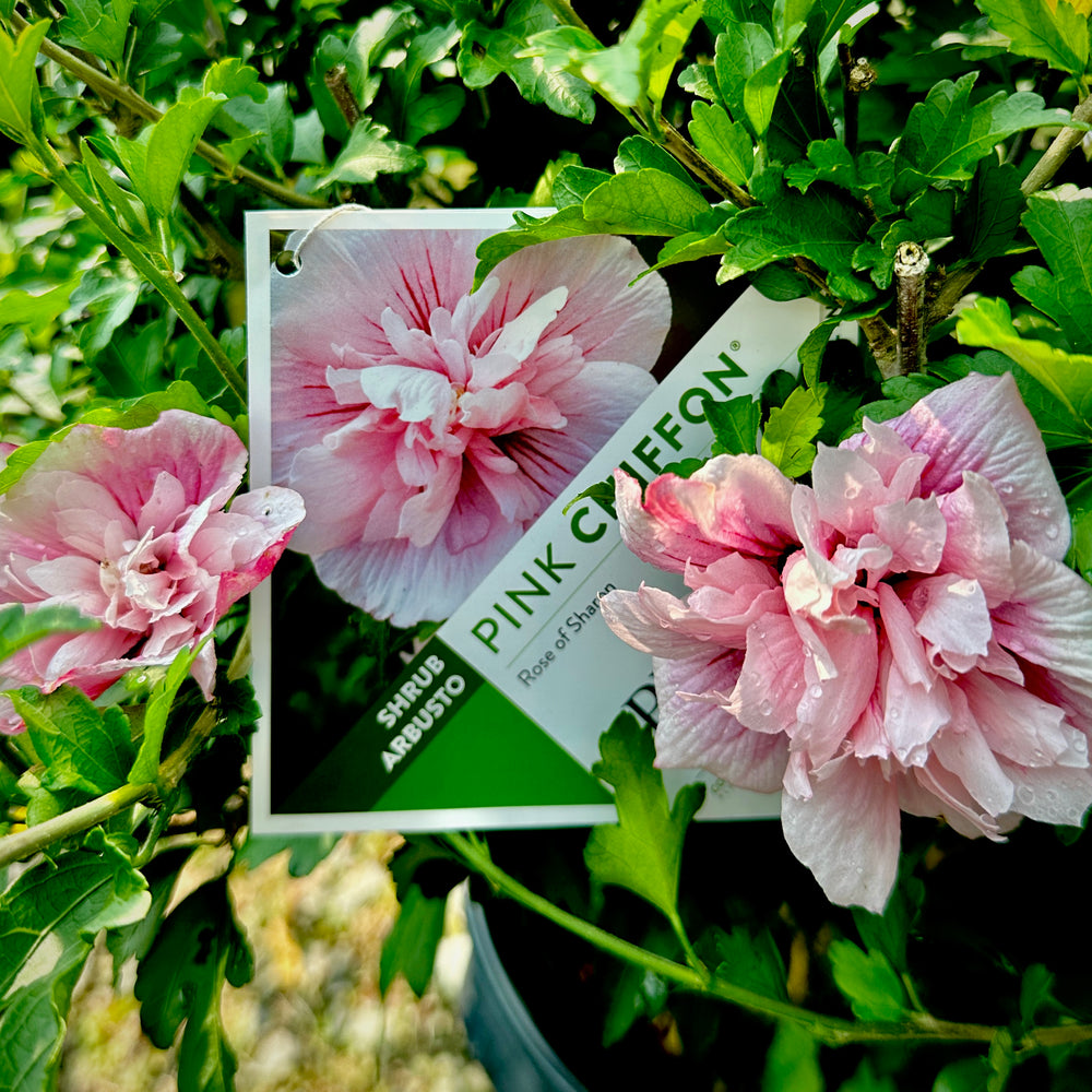Pink Chiffon® Hibiscus 'Rose of Sharon' - 3 gallon container – Lots of ...