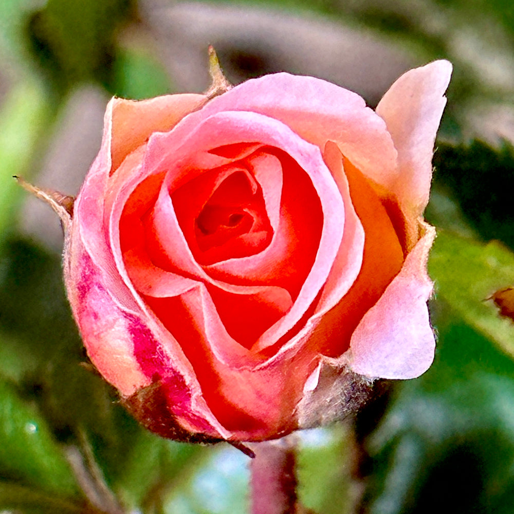 Apricot Drift® Rose - 3 gallon container – Lots of Plants