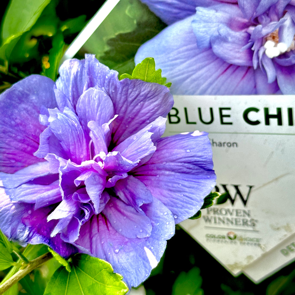 Blue Chiffon® Hibiscus 'Rose of Sharon' - 3 or 7 gallon container ...