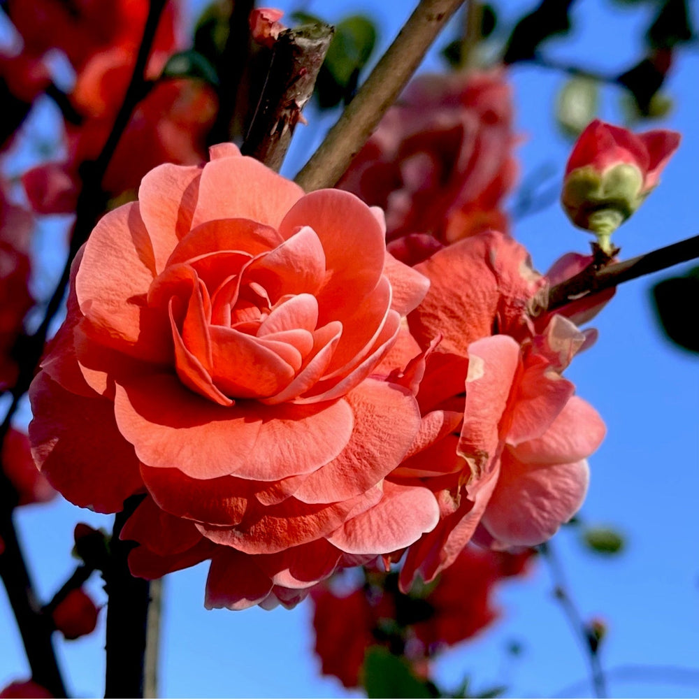 Double Take™ Orange Storm Quince - 3 or 7 gallon container – Lots of Plants