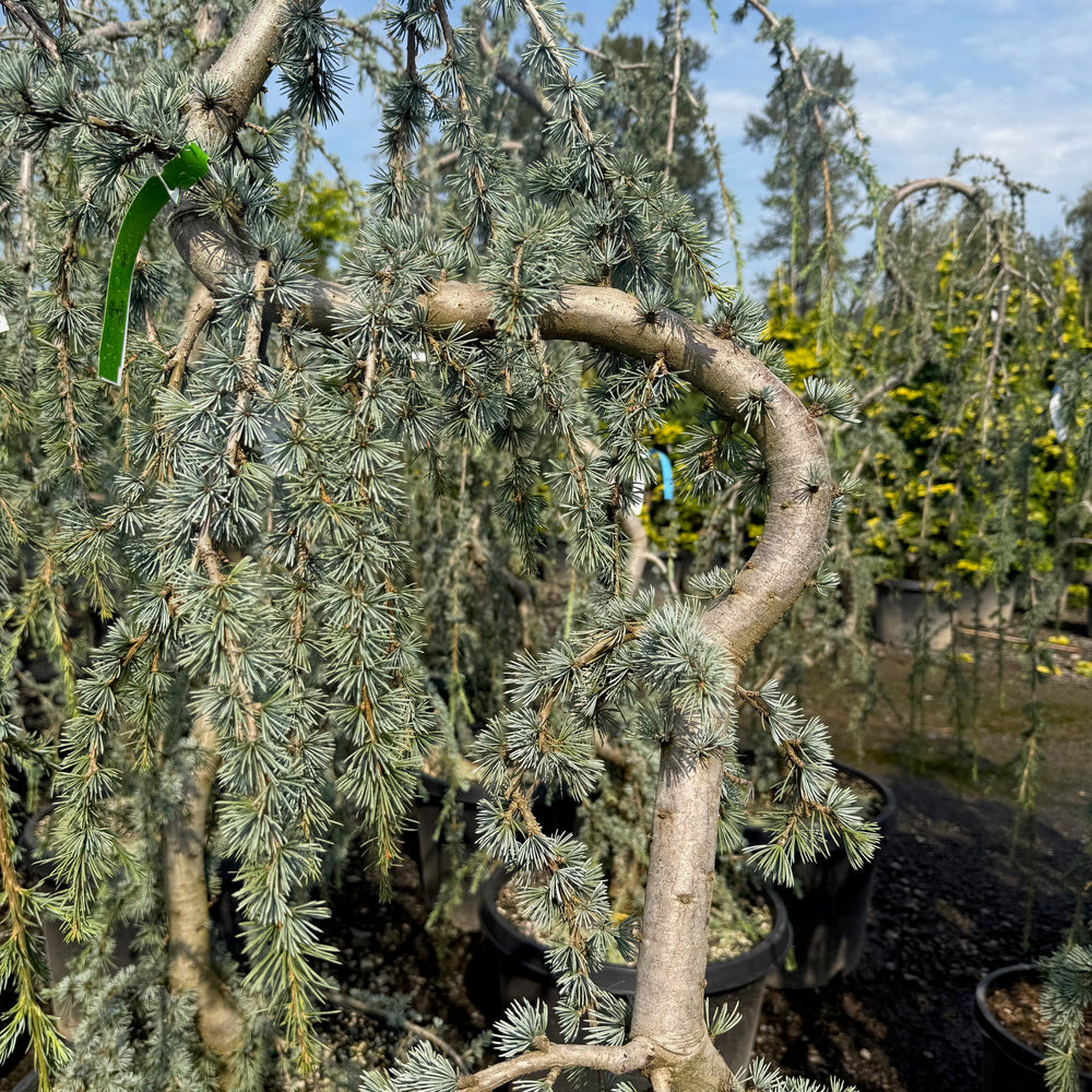 Weeping Blue Atlas Cedar- 20 Gallon- 5-6 Foot Tall – Lots of Plants