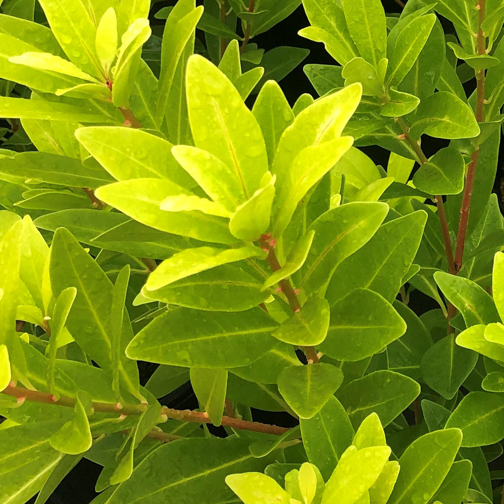 Florida Sunshine Anise - 3 gallon container – Lots of Plants