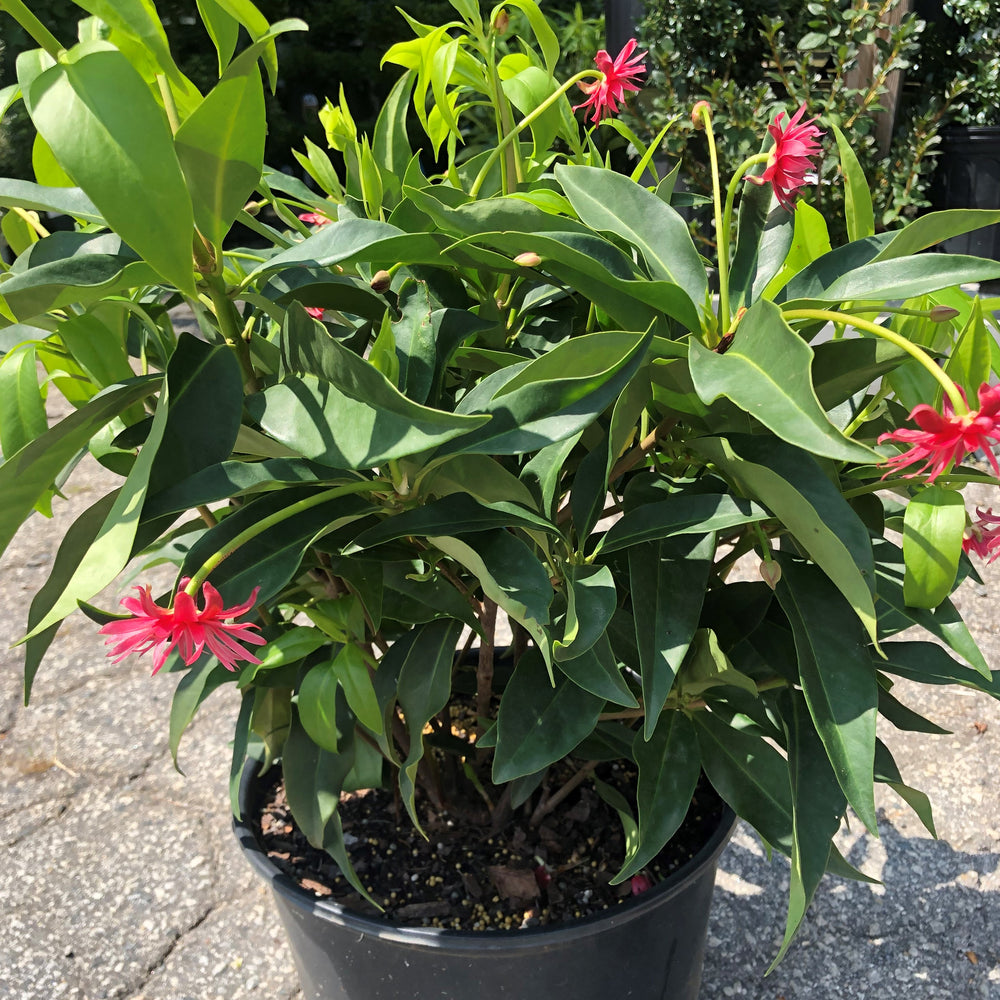 Woodland Ruby Illicium Anise - 3 gallon container – Lots of Plants