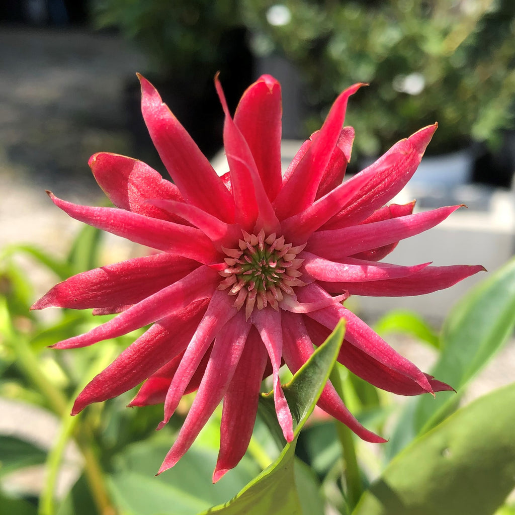 Woodland Ruby Illicium Anise - 3 gallon container – Lots of Plants