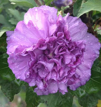 Blueberry Smoothie™ Hibiscus 'Rose of Sharon' - 2 gallon container ...
