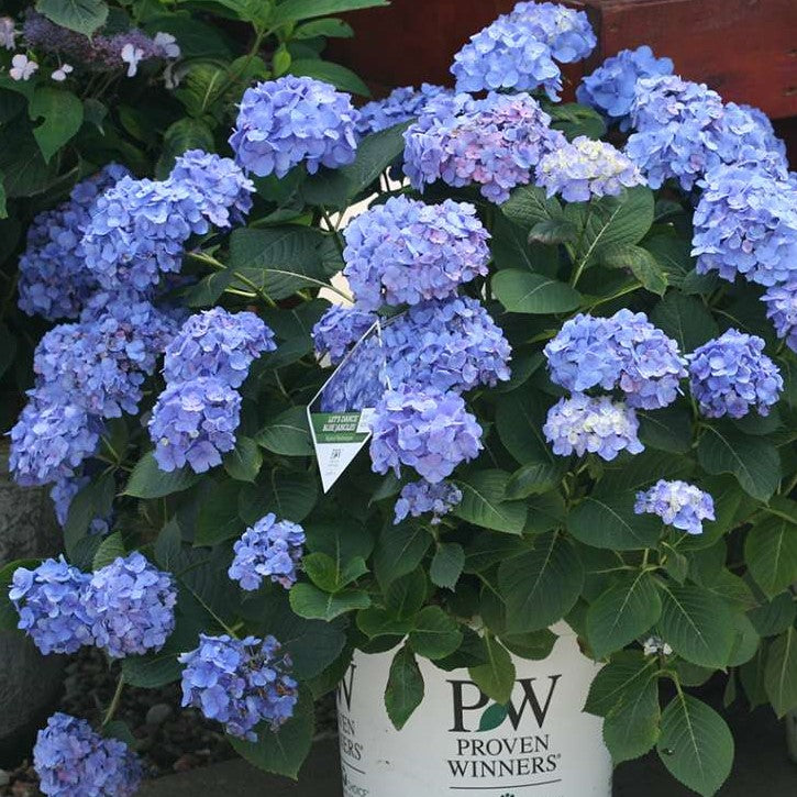 Let's Dance™ Blue Jangles Hydrangea - 3 gallon container – Lots of Plants