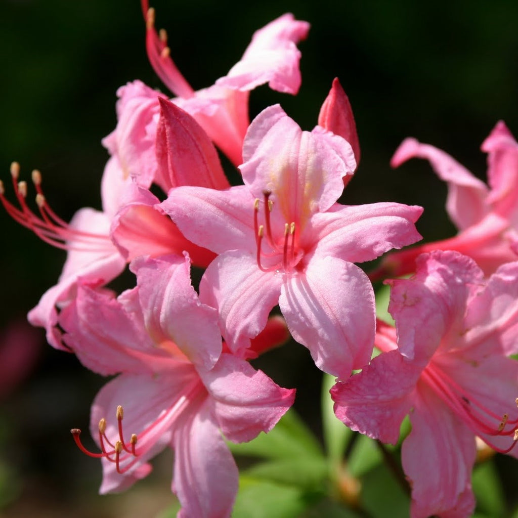 Candy Lights Deciduous Azalea - 3 gallon container – Lots of Plants