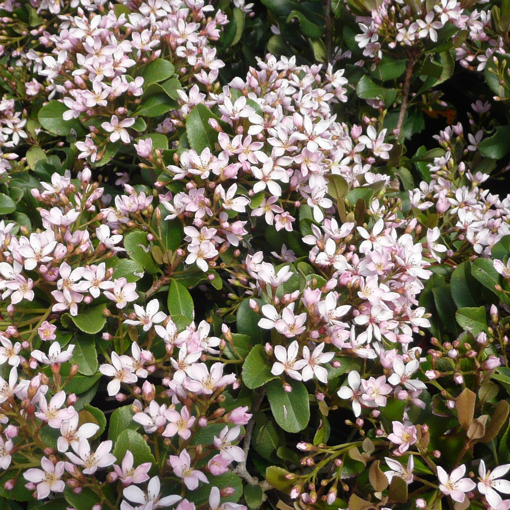 Eleanor Taber Indian Hawthorne - 3 gallon container – Lots of Plants