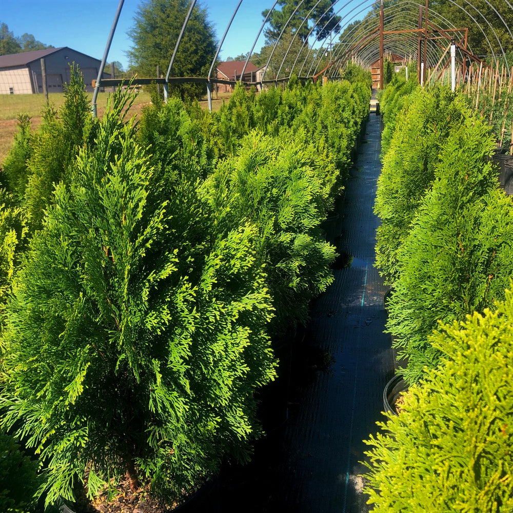 Emerald Green Arborvitae - 3 gallon container – Lots of Plants