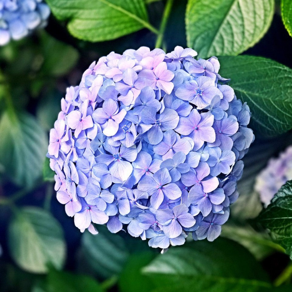Endless Summer® Hydrangea - 3 gallon container – Lots of Plants