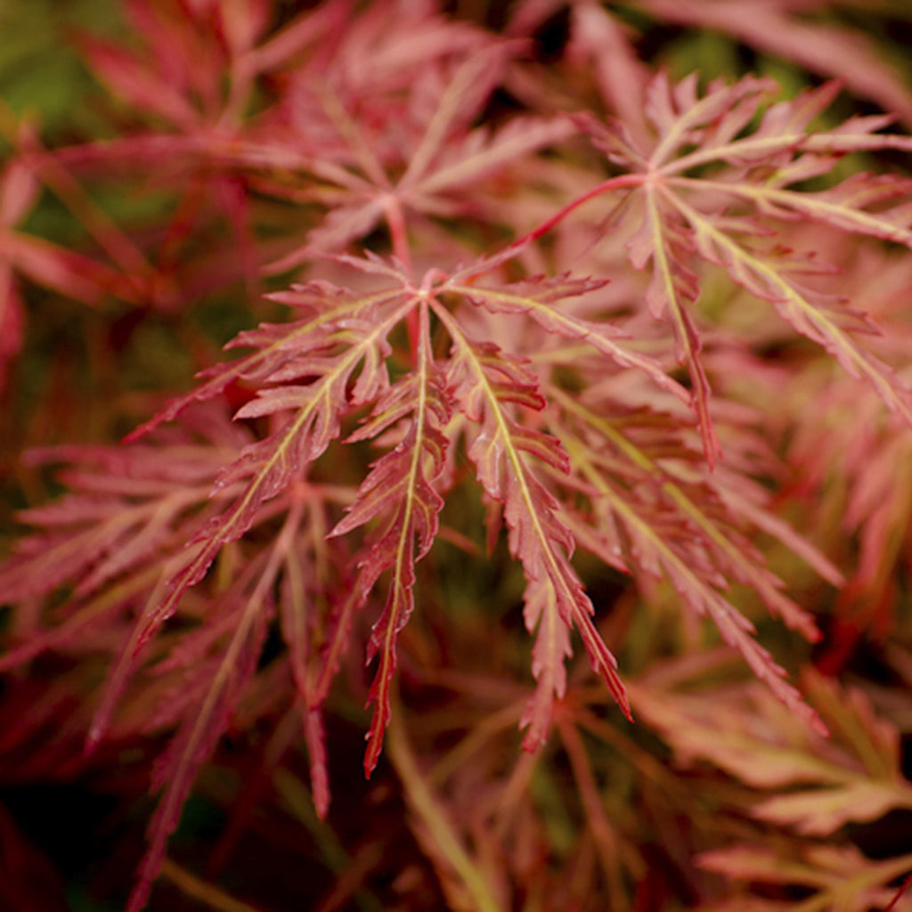 Orangeola Japanese Maple - 2 gallon container- 2-3ft – Lots of Plants