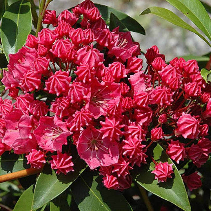 Raspberry Glow Mountain Laurel - 2 gallon container – Lots of Plants