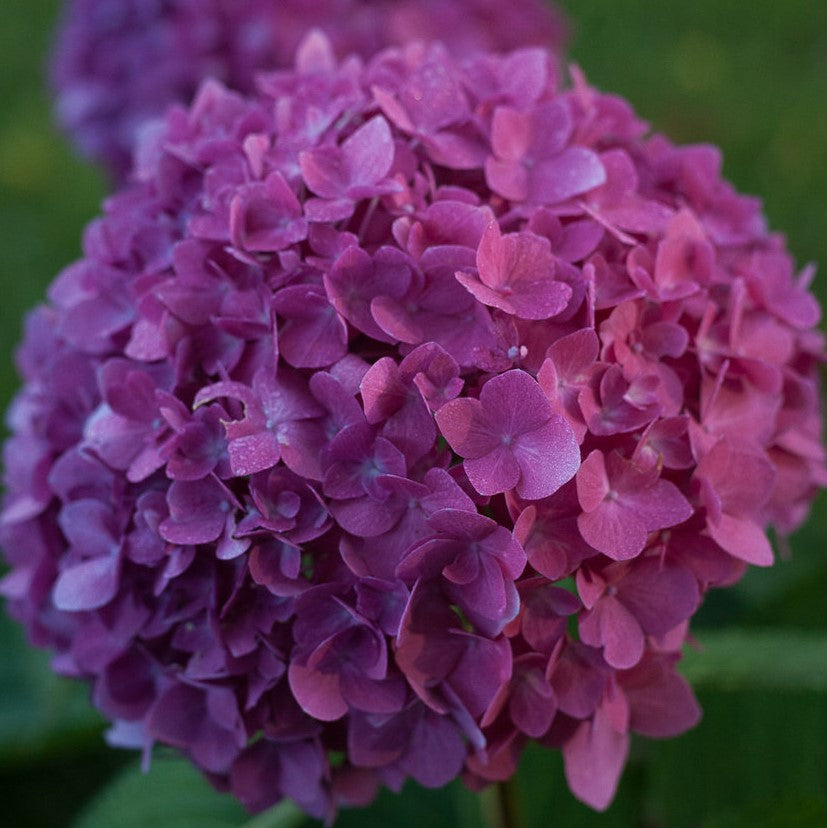 Wee Bit Grumpy® Hydrangea - 3 gallon container – Lots of Plants