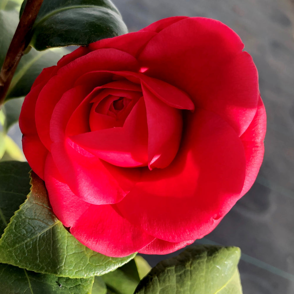 Romany Camellia - 3 gallon container – Lots of Plants