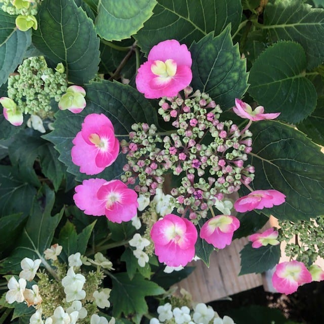Tuff Stuff™ Red Hydrangea - 3 gallon container – Lots of Plants