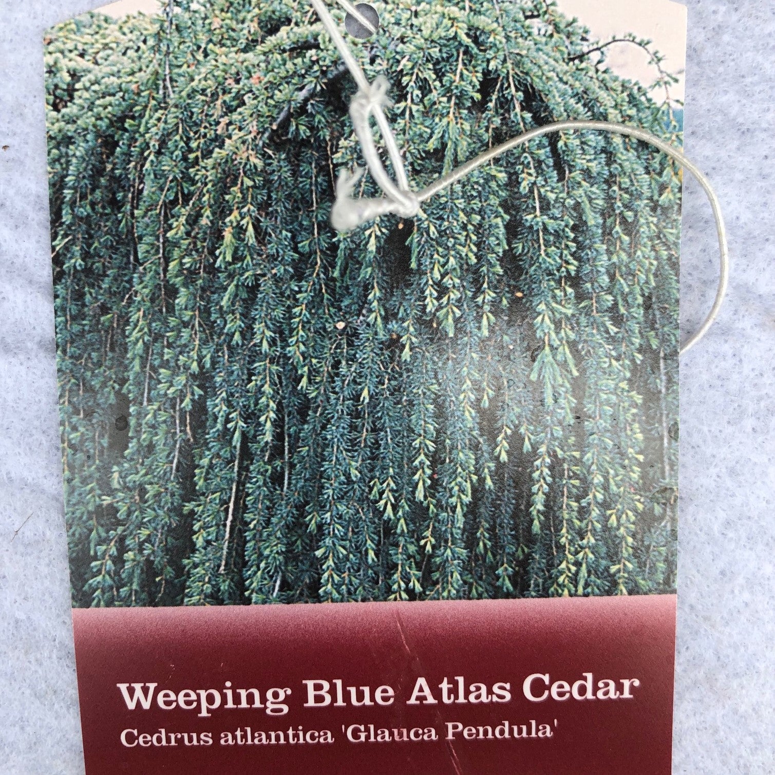 Weeping Cedrus Atlantica