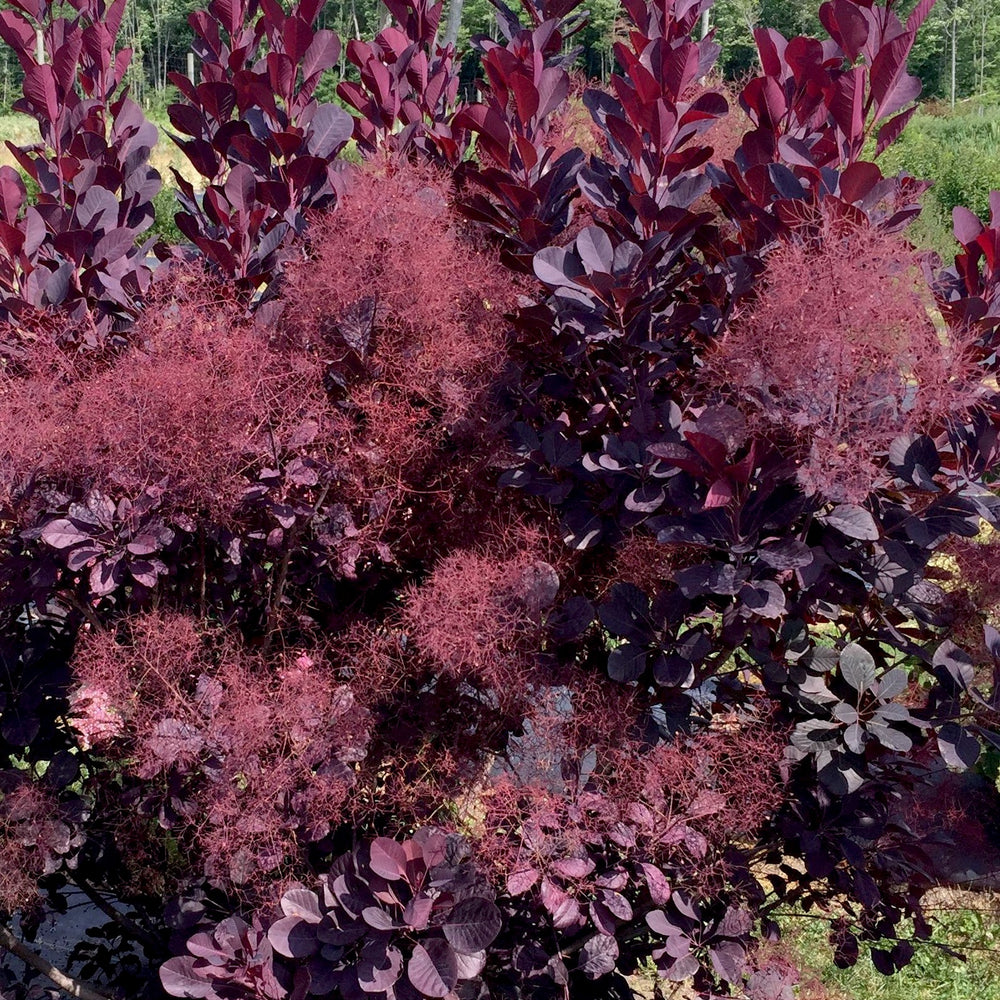 Winecraft Black Smokebush - 3 gallon container – Lots of Plants