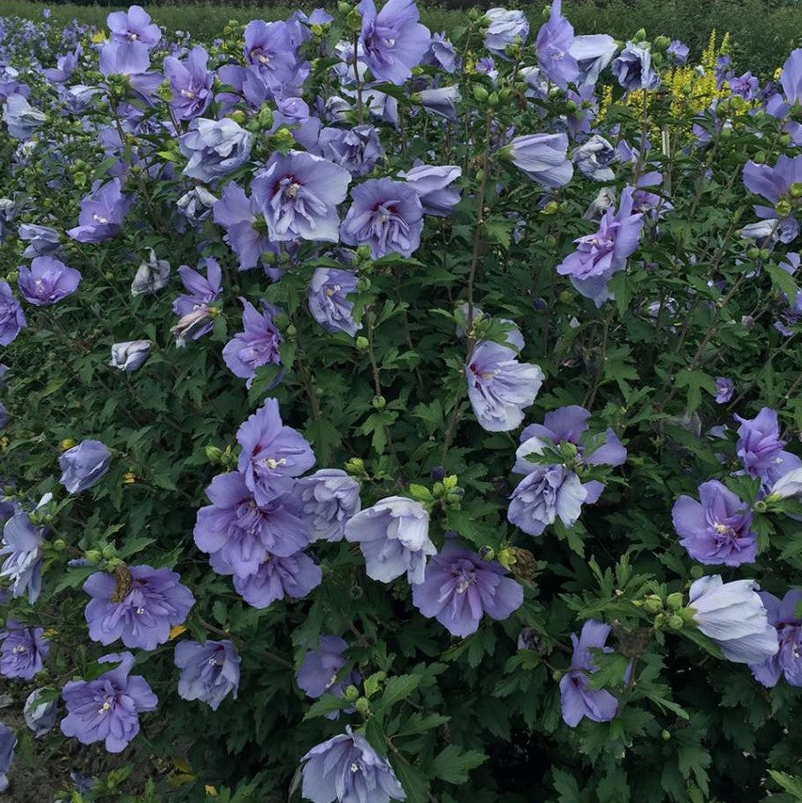 Blue Chiffon® Hibiscus 'Rose of Sharon' - 3 or 7 gallon container ...