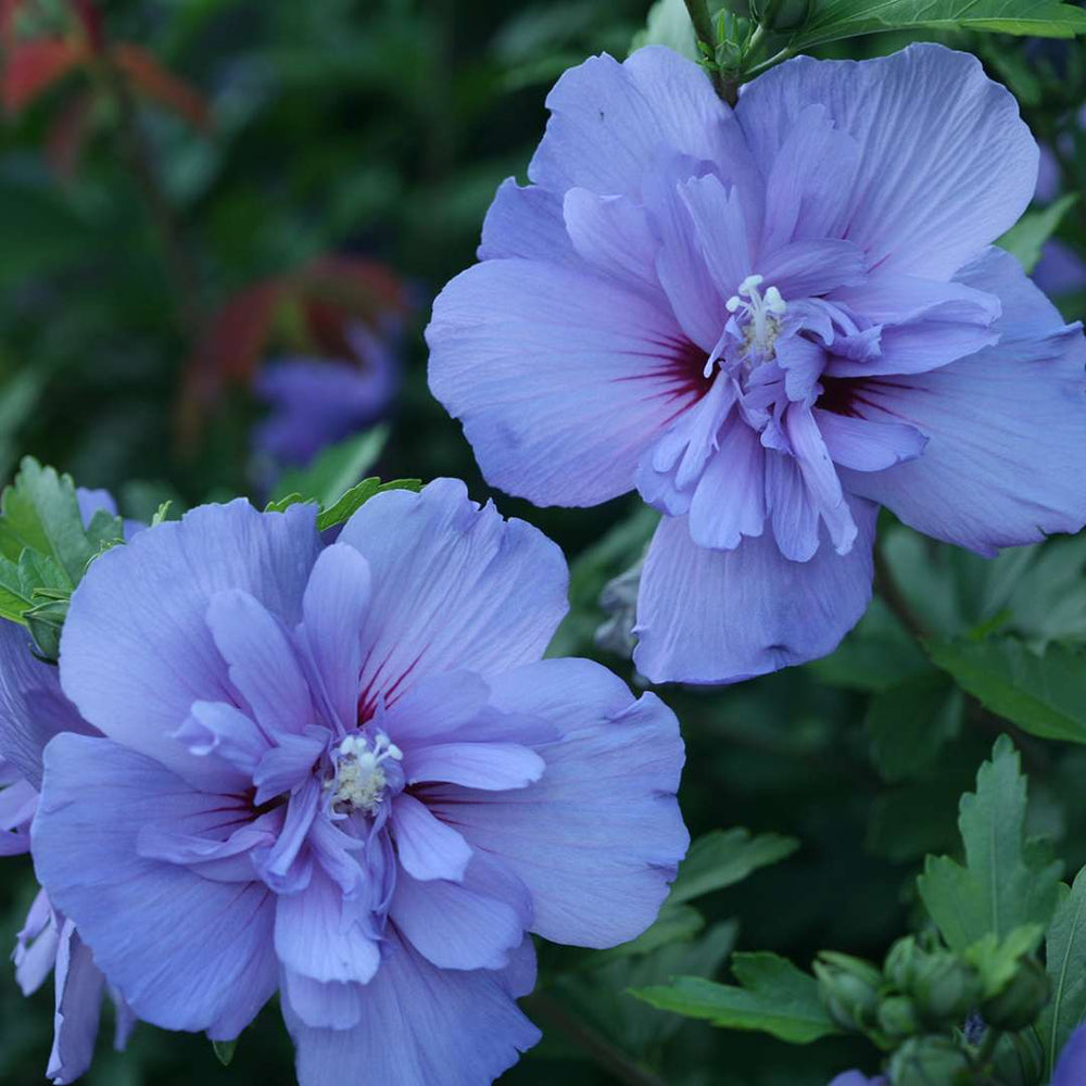 Blue Chiffon® Hibiscus 'Rose of Sharon' - 3 or 7 gallon container ...
